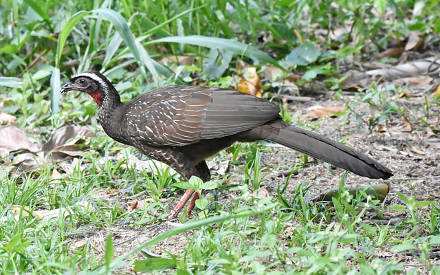 Foto jacucaca (Penelope jacucaca) Por Leonardo Peres | Wiki Aves - A ...
