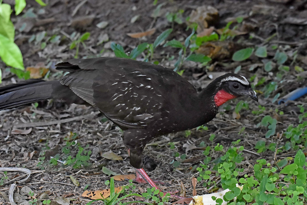 Foto jacucaca (Penelope jacucaca) Por Leonardo Peres | Wiki Aves - A ...
