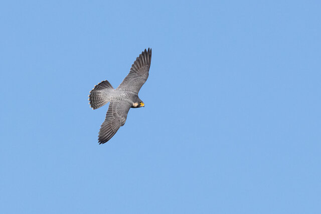 Foto falcão-peregrino (Falco peregrinus) Por Dante Meller | Wiki Aves ...
