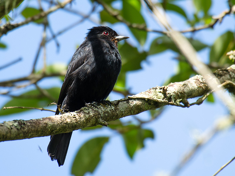 Foto maria-preta-de-garganta-vermelha (Knipolegus nigerrimus) Por ...