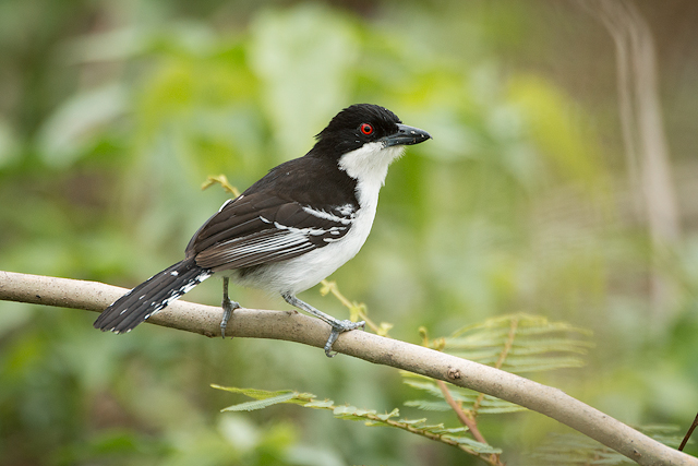 Foto choró-boi (Taraba major) Por Octavio Campos Salles | Wiki Aves - A ...