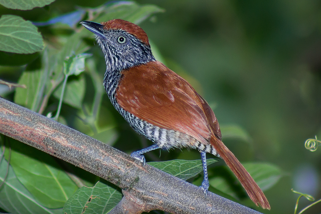 Foto choca-listrada (Thamnophilus palliatus) Por Rodrigo Mayworm | Wiki ...