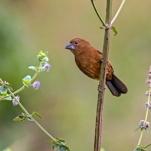 azulão (Cyanoloxia brissonii) | WikiAves - A Enciclopédia das Aves do ...