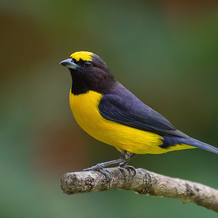 Fringillidae | WikiAves - A Enciclopédia das Aves do Brasil