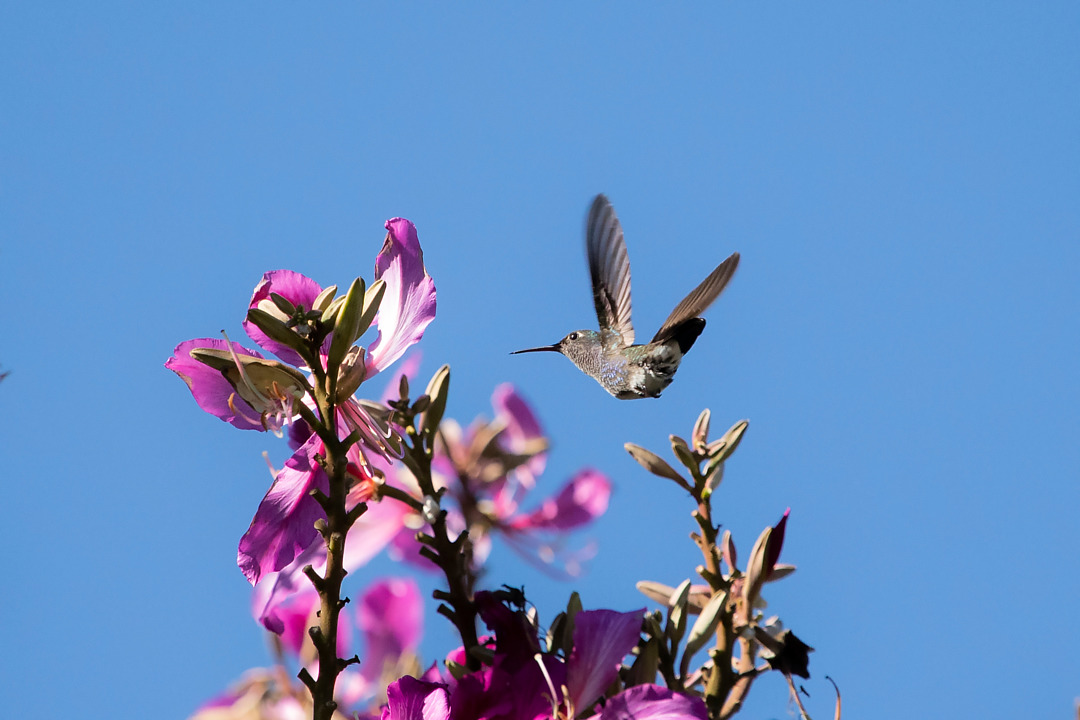 Foto beija-flor-de-peito-azul (Chionomesa lactea) Por Eduardo Moreira 2 ...