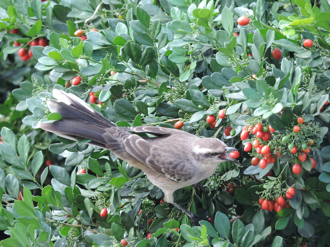 Foto sabiá-do-campo (Mimus saturninus) Por Stephen Roque | Wiki Aves ...