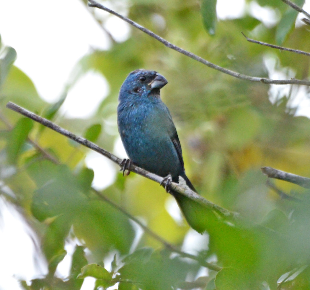 Foto azulinho (Cyanoloxia glaucocaerulea) Por Aureo Guaitolini | Wiki ...