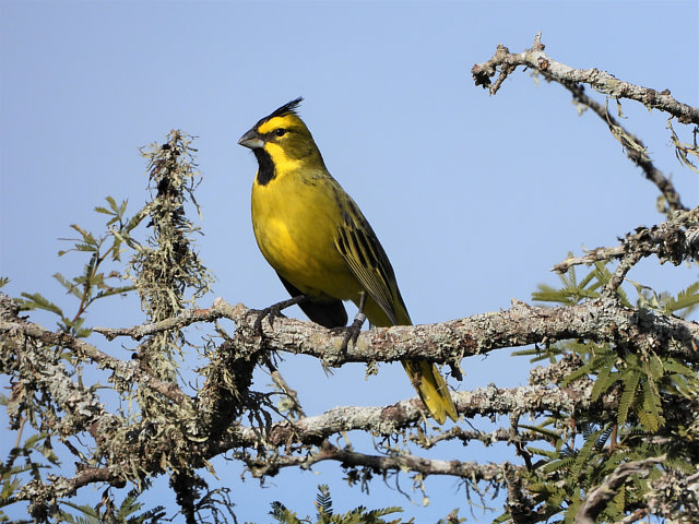Foto cardeal-amarelo (Gubernatrix cristata) Por Felipe C. Quadros ...