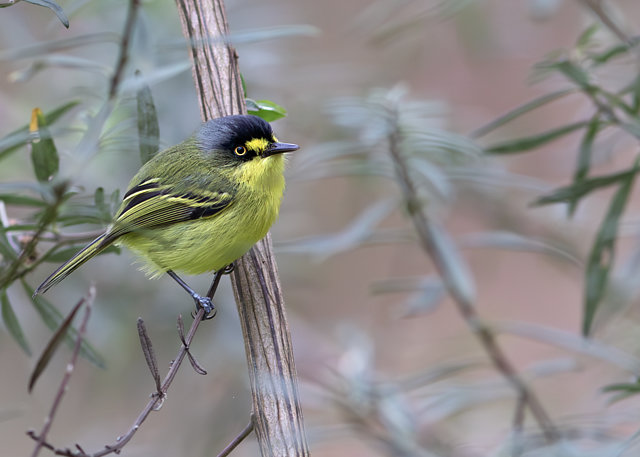 Foto teque-teque (Todirostrum poliocephalum) Por Caio Brito | Wiki Aves ...