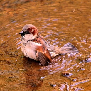 Passeridae | WikiAves - A Enciclopédia das Aves do Brasil