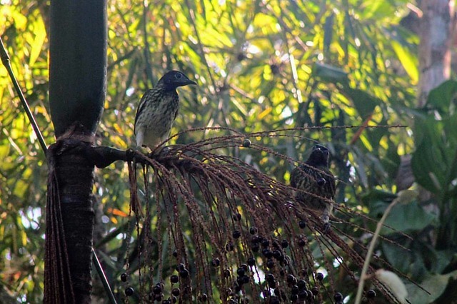 Foto araponga (Procnias nudicollis) Por Bruno Lima | Wiki Aves - A ...