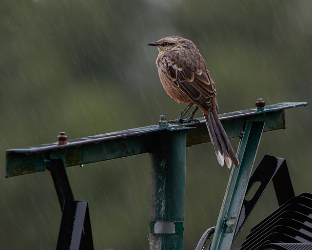 Foto sabiá-do-campo (Mimus saturninus) Por Paulo Casagrande | Wiki Aves ...