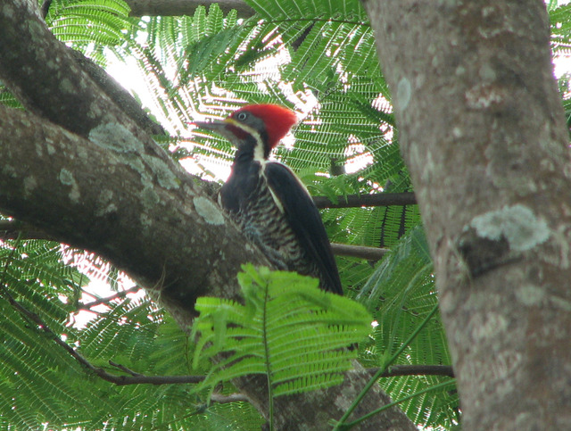 Foto pica-pau-de-banda-branca (Dryocopus lineatus) Por Arthur Junior ...