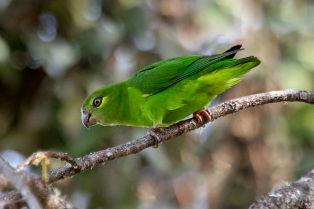 Foto periquito-dos-tepuis (Nannopsittaca panychlora) Por Jorge D ...