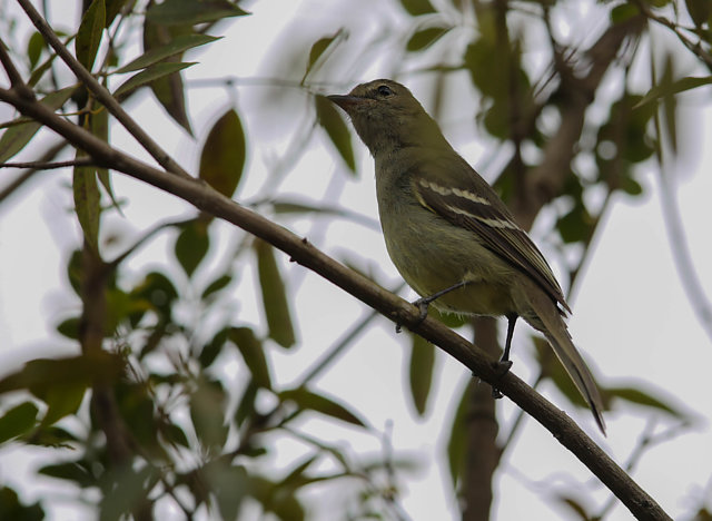 Foto tucão (Elaenia obscura) Por Claudio Furini | Wiki Aves - A ...
