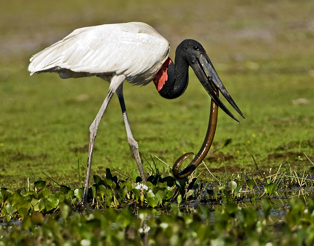 Foto tuiuiú (Jabiru mycteria) Por Renato Grimm | Wiki Aves - A ...