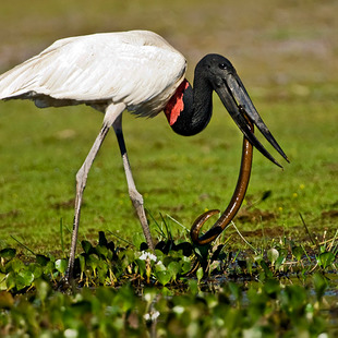 tuiuiú (Jabiru mycteria) | WikiAves - A Enciclopédia das Aves do Brasil