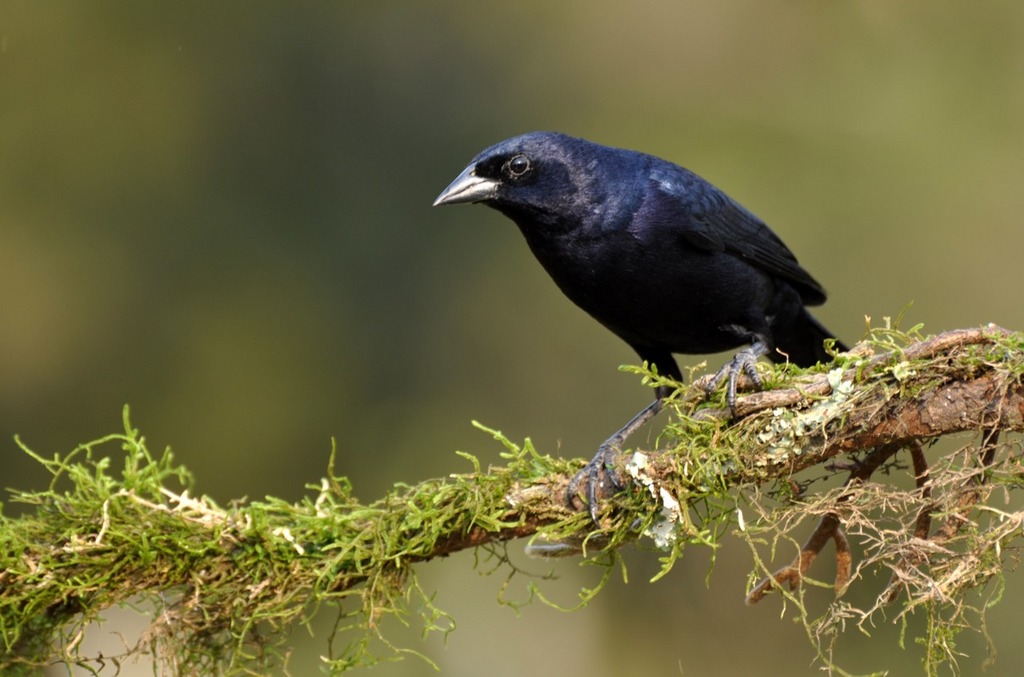 Foto chupim (Molothrus bonariensis) Por Dario Lins | Wiki Aves - A ...