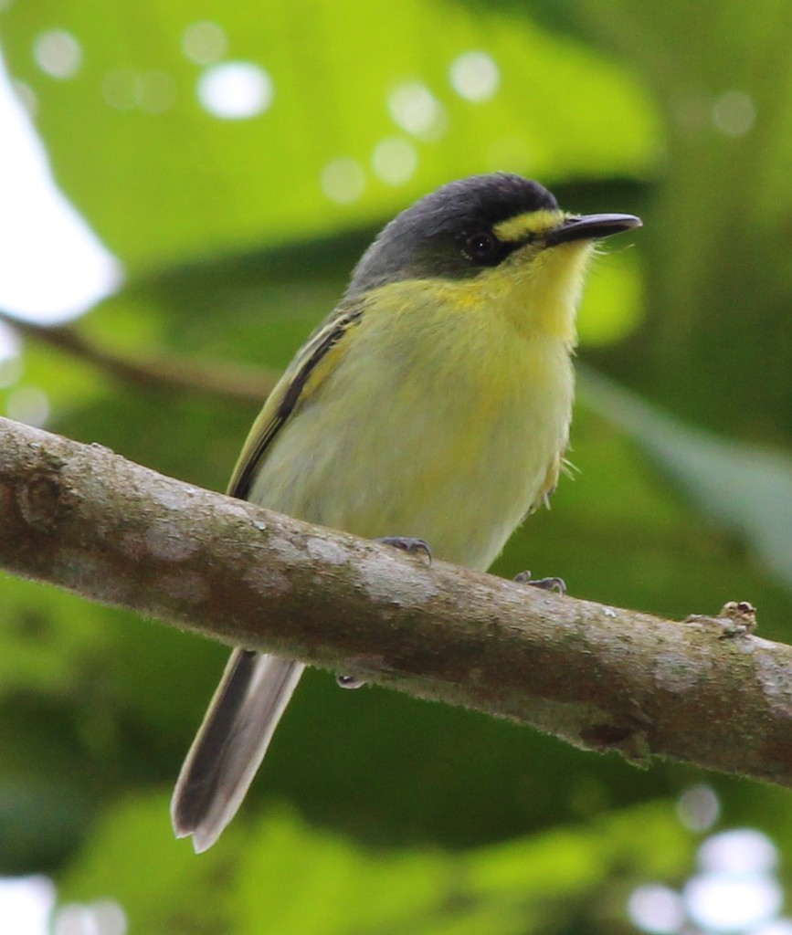 Foto teque-teque (Todirostrum poliocephalum) Por Icaro Sanglard | Wiki ...