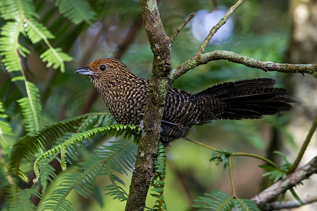 Foto borralhara-assobiadora (Mackenziaena leachii) Por Alexandre ...