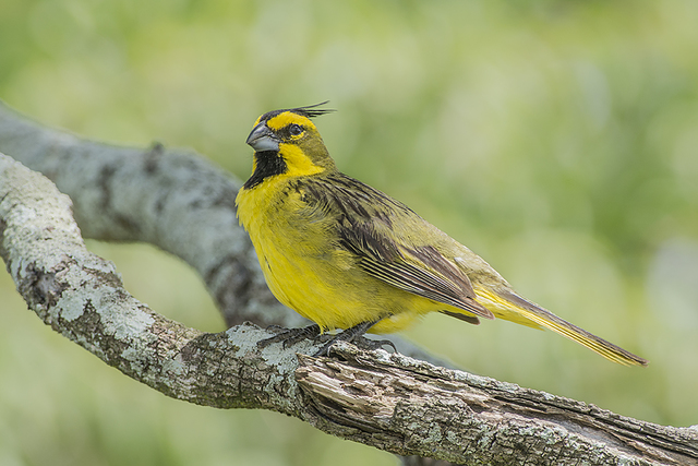 Foto cardeal-amarelo (Gubernatrix cristata) Por Adrian Rupp | Wiki Aves ...