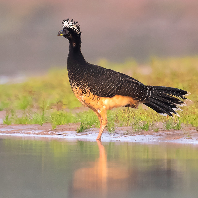 mutum-de-penacho (Crax fasciolata) | WikiAves - A Enciclopédia das Aves ...