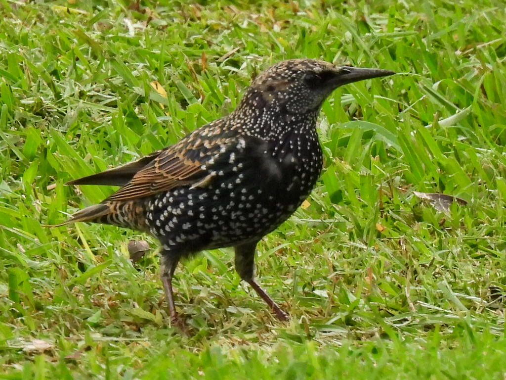 Foto estorninho (Sturnus vulgaris) Por Cláudio Consonni | Wiki Aves - A ...