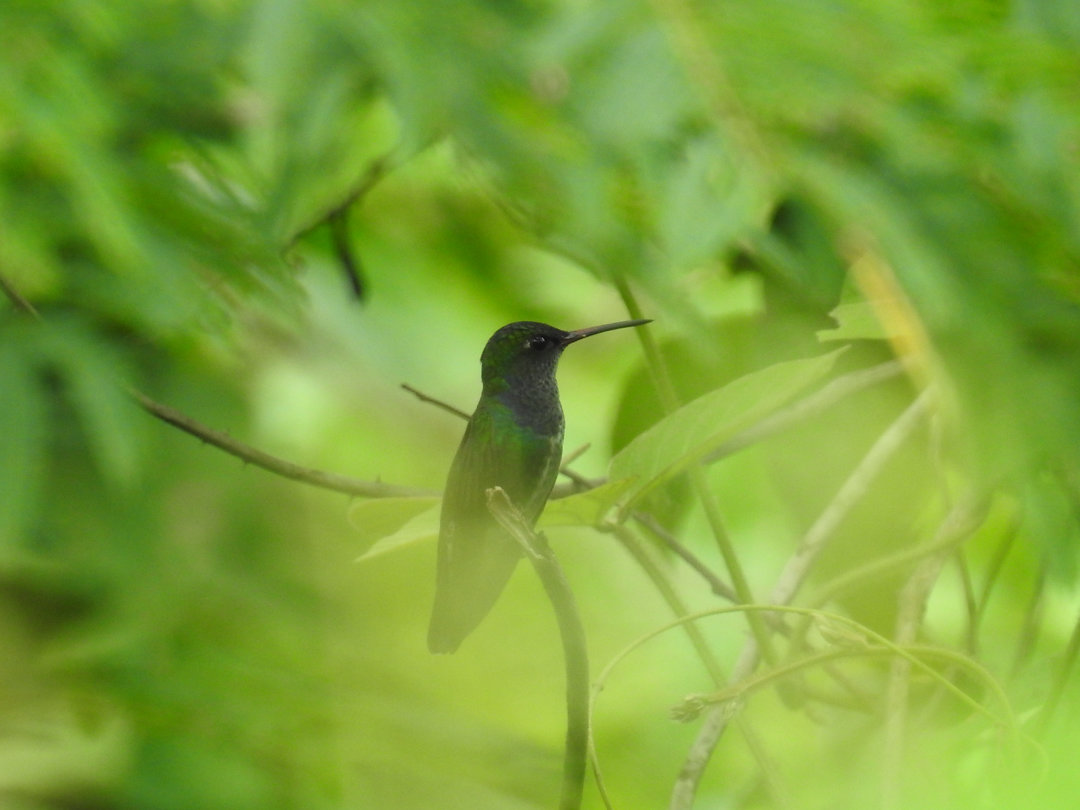 Foto beija-flor-de-peito-azul (Chionomesa lactea) Por Raul Pommer (Guia ...