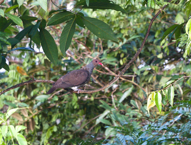 Foto pomba-trocal (Patagioenas speciosa) Por Karen Asano | Wiki Aves ...