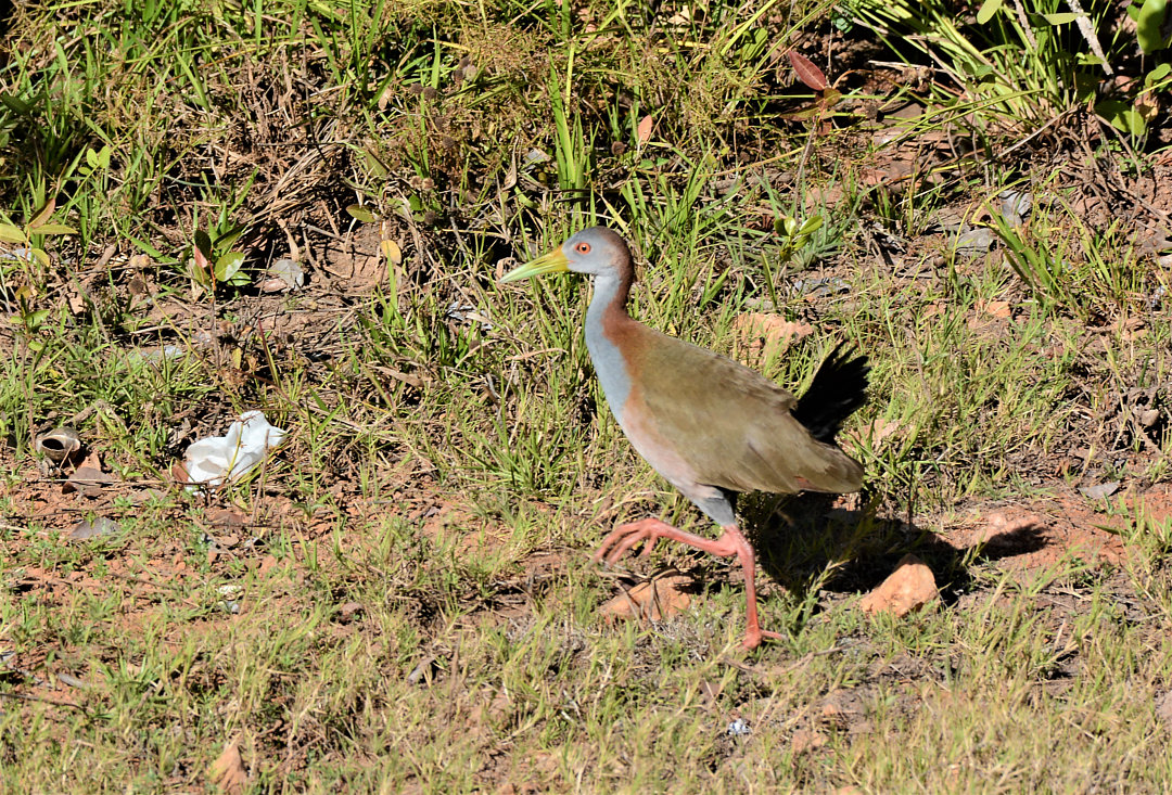 Foto saracuruçu (Aramides ypecaha) Por Régis Silotti | Wiki Aves - A ...