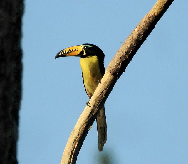 Foto araçari-de-bico-riscado (Pteroglossus inscriptus) Por Laura Chagas ...