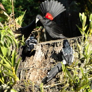 guaxe (Cacicus haemorrhous) | WikiAves - A Enciclopédia das Aves do Brasil