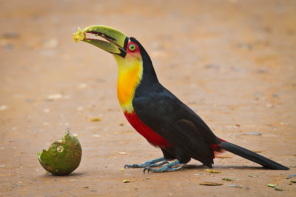 Foto tucano-de-bico-verde (Ramphastos dicolorus) Por Sergio Gregorio ...