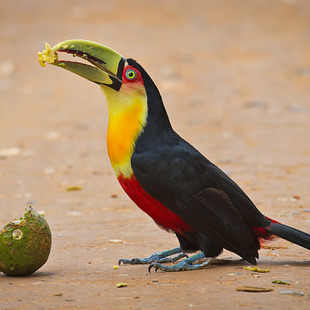 tucano-de-bico-verde (Ramphastos dicolorus) | WikiAves - A Enciclopédia ...