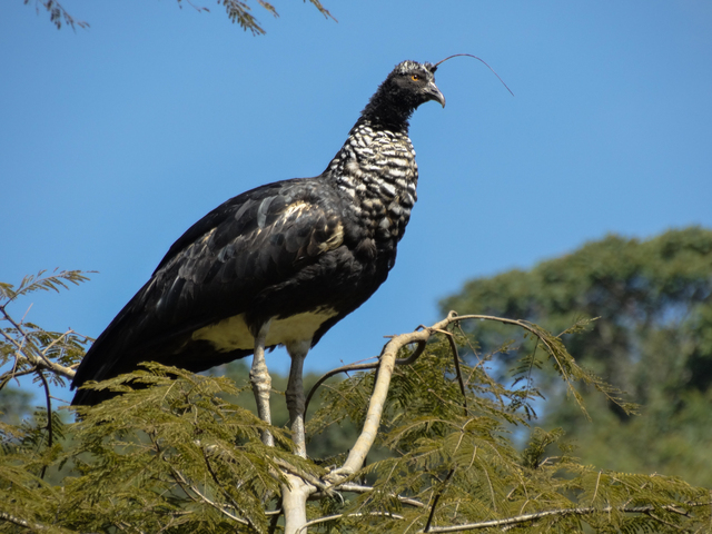 anhuma (Anhima cornuta) | WikiAves - A Enciclopédia das Aves do Brasil