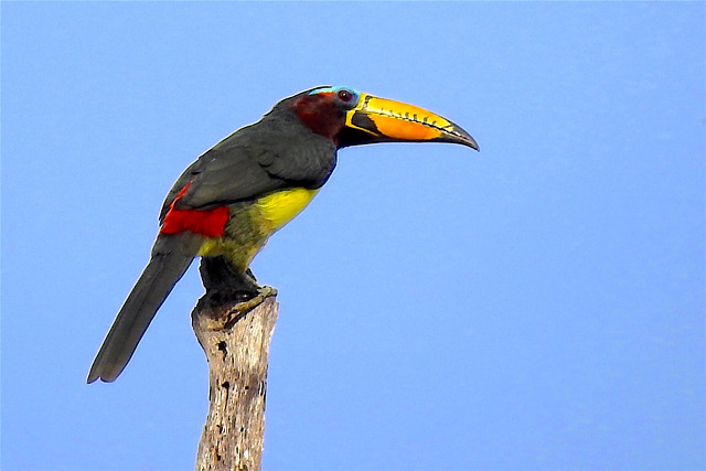 Foto araçari-de-bico-riscado (Pteroglossus inscriptus) Por Sandra ...