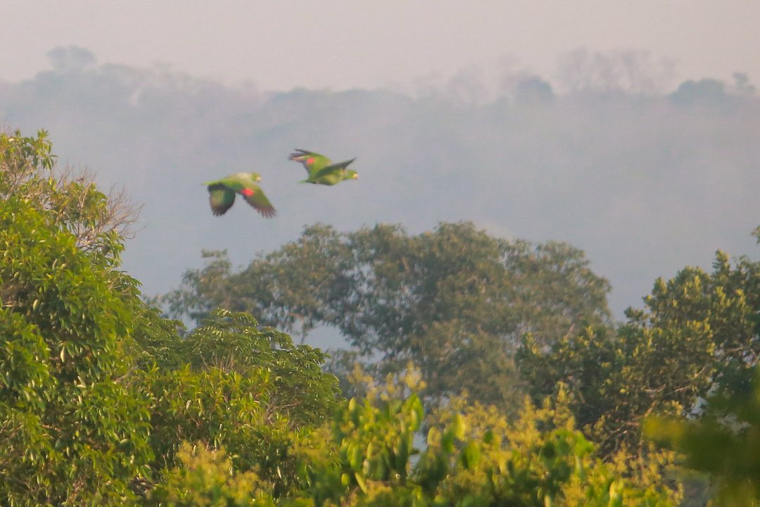 Foto papagaio-dos-garbes (Amazona kawalli) Por Cleto Nogueira | Wiki ...