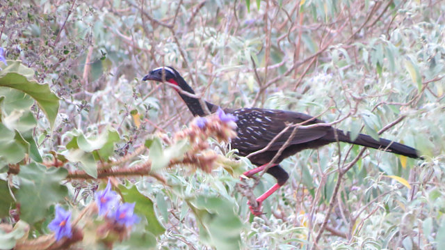 Foto jacucaca (Penelope jacucaca) Por André Grassi-EcoBirding Brazil ...