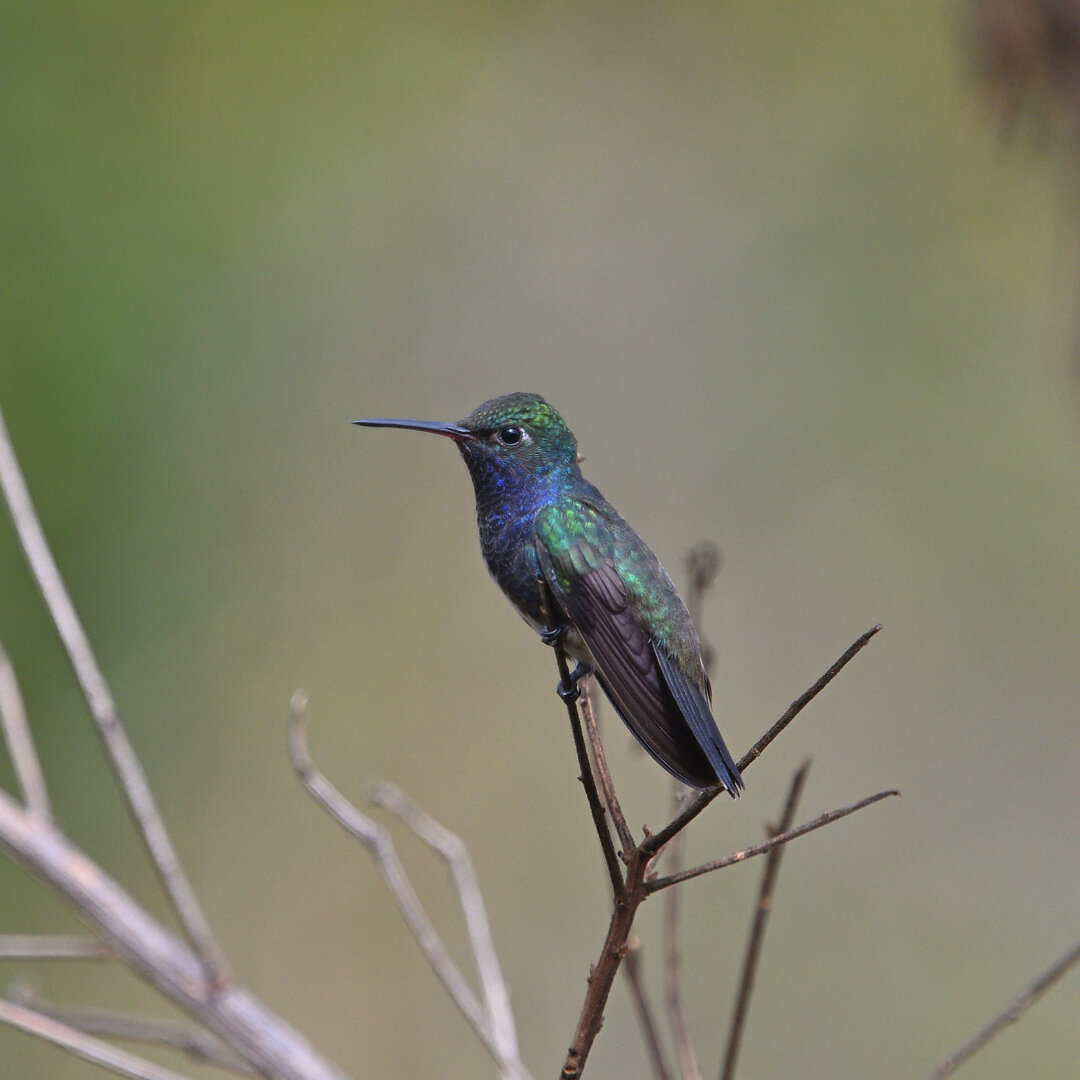 Foto beija-flor-de-peito-azul (Chionomesa lactea) Por Joao Vale | Wiki ...