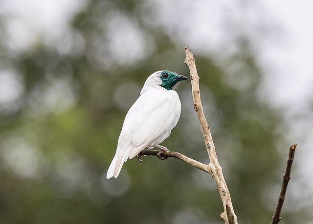 Foto araponga (Procnias nudicollis) Por Silvia Faustino Linhares | Wiki ...