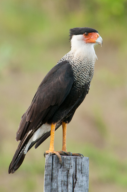 Foto carcará (Caracara plancus) Por Margi Moss | Wiki Aves - A ...