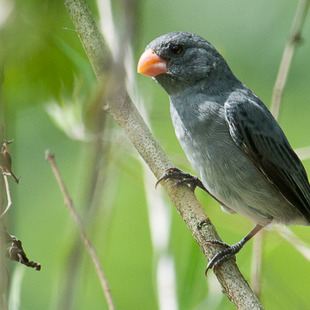 papa-capim-cinza (Sporophila intermedia) | WikiAves - A Enciclopédia ...