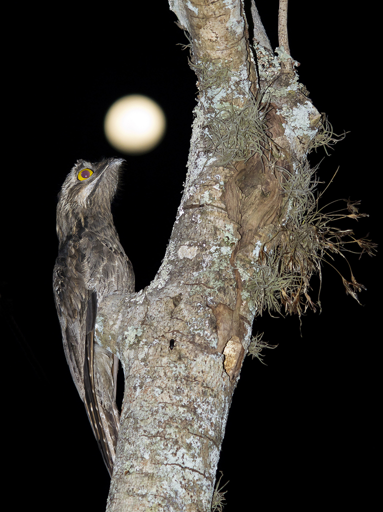 Foto urutau (Nyctibius griseus) Por Fernando Cipriani | Wiki Aves - A ...