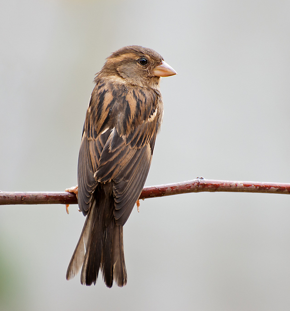 Foto pardal (Passer domesticus) Por Mariza Sanches | Wiki Aves - A ...
