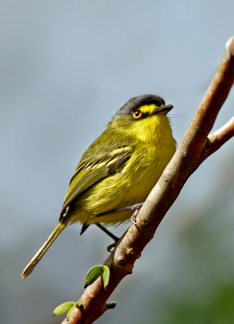 Foto teque-teque (Todirostrum poliocephalum) Por Claudio Lopes | Wiki ...