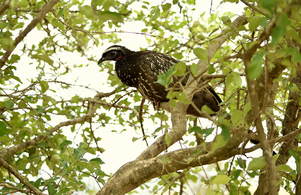 Foto jacucaca (Penelope jacucaca) Por Sonia Furtado | Wiki Aves - A ...