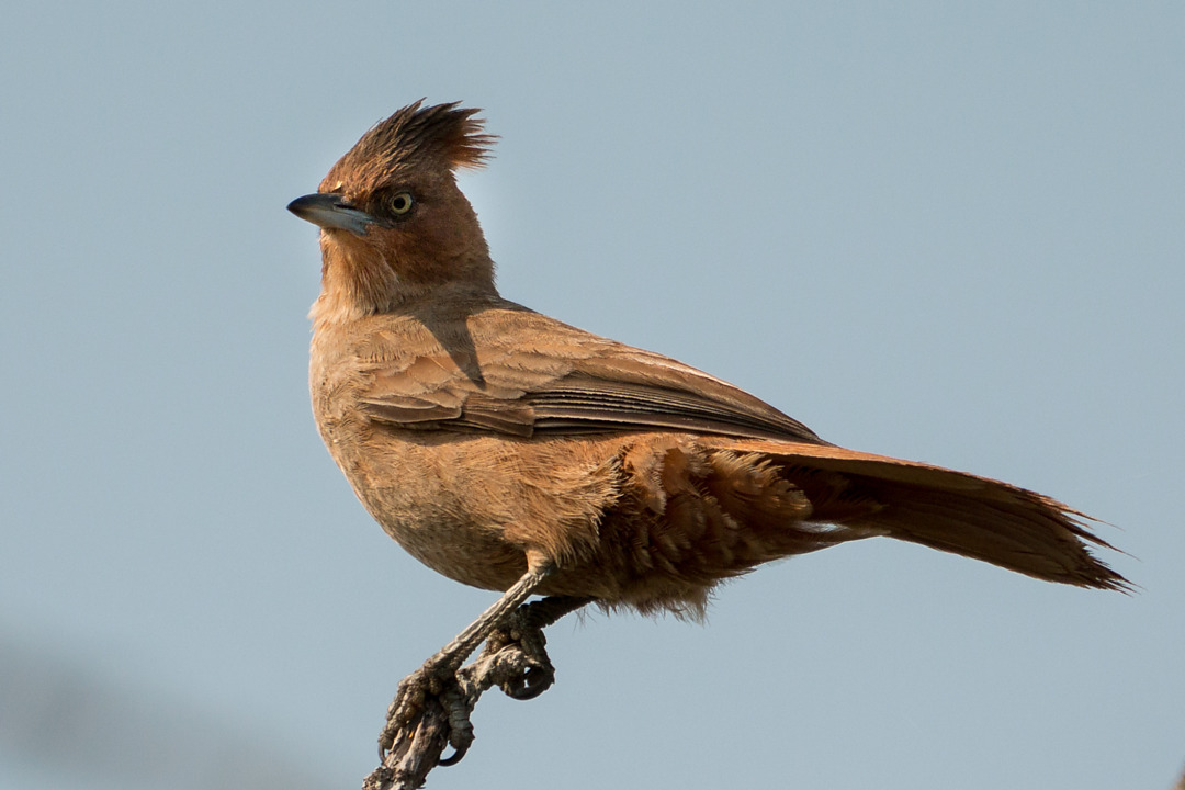 Foto coperete (Pseudoseisura lophotes) Por Luiza Siede Kuck | Wiki Aves ...