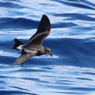 Hydrobatidae | WikiAves - A Enciclopédia das Aves do Brasil