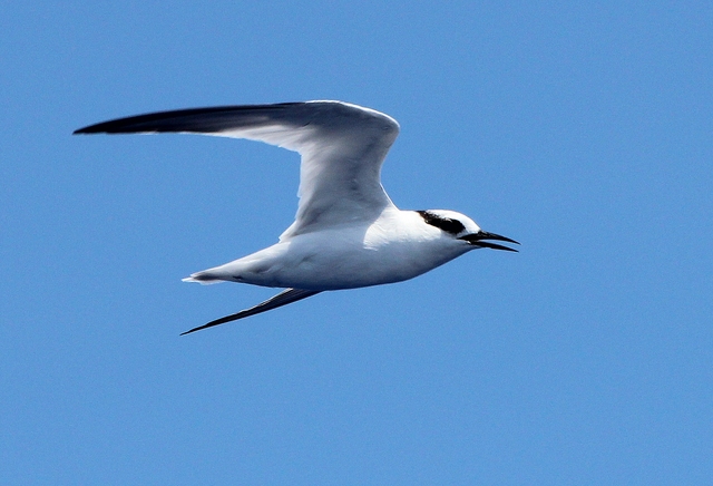 Foto trinta-réis-miúdo (Sternula antillarum) Por Alexander Lees | Wiki ...
