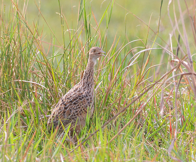 Foto codorna-amarela (Nothura maculosa) Por Francis Bretas | Wiki Aves ...